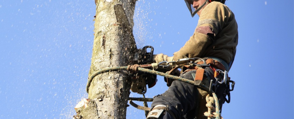 Able Tree Care | New York NY | Goodviser