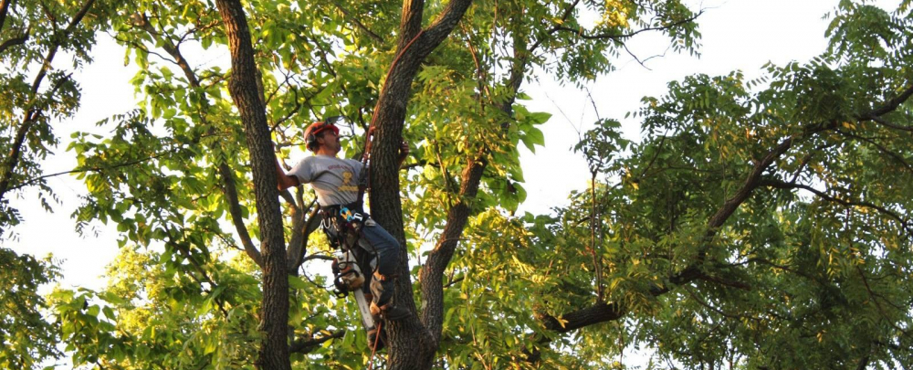 Arbor Tree Care | New York NY | Goodviser