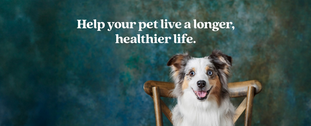 Fetch Pet Insurance | New York NY | Goodviser