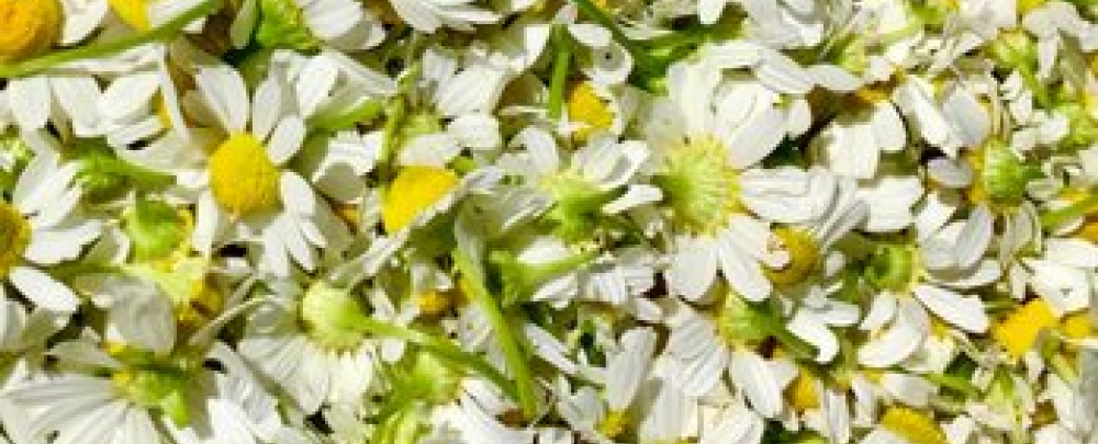 Rooted Reaching Wellness Seattle Wa Goodviser