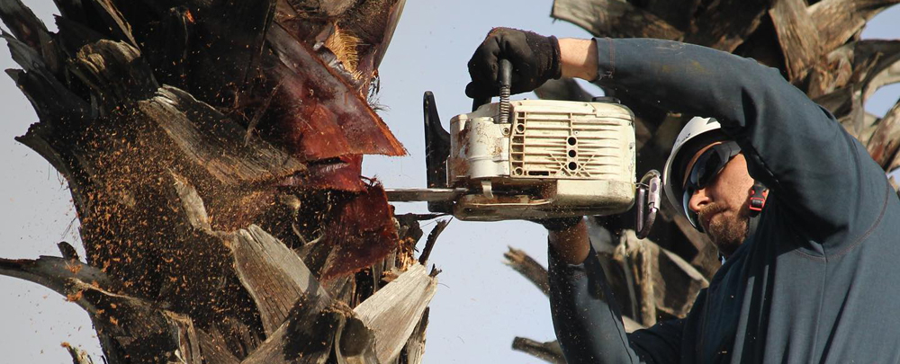 Pro Trees Arborists | Encinitas CA | Goodviser