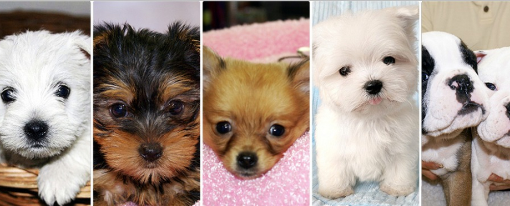 Manhattan Puppies And Kittens Reviews