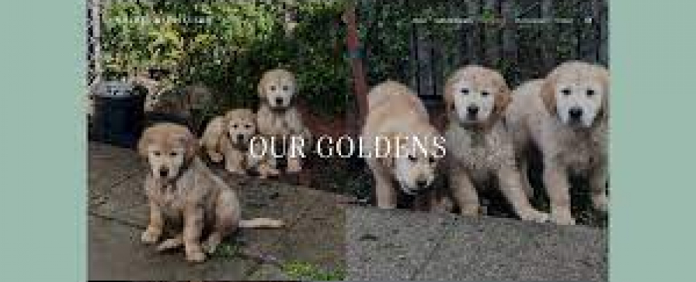 SF Golden Retrievers | San Francisco CA | Goodviser