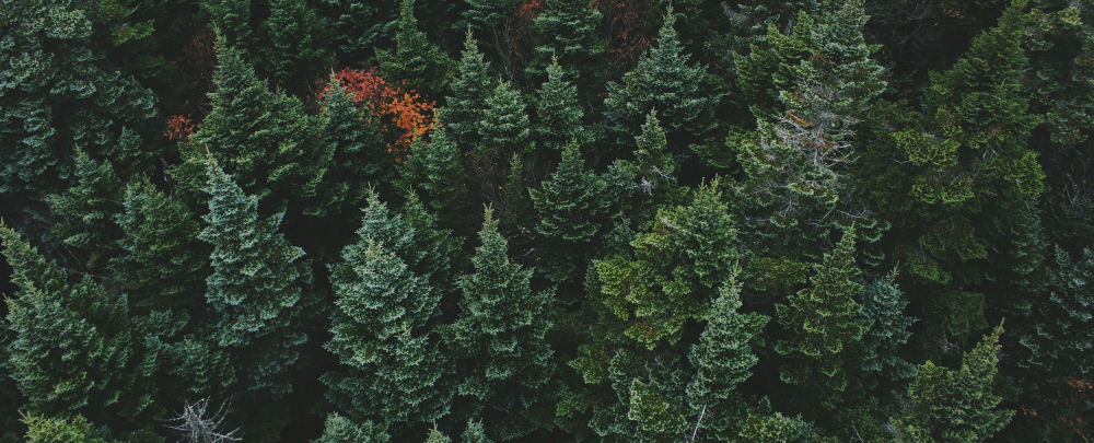 Sequoia Fund | New York NY | Goodviser
