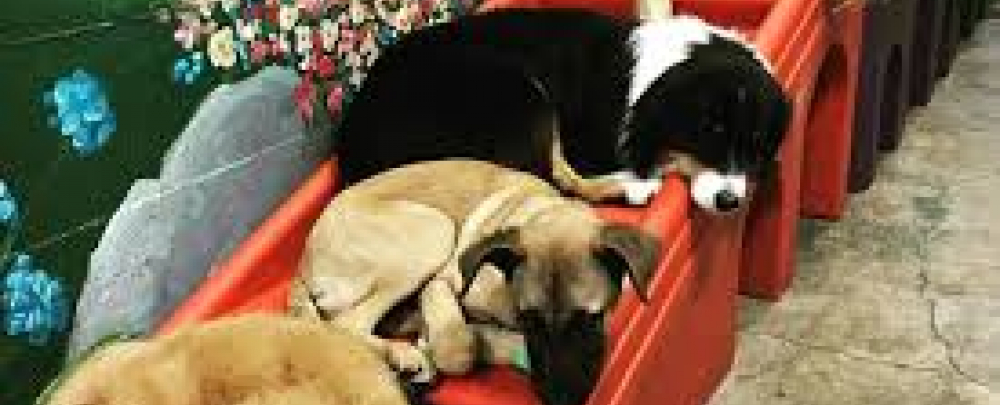 Fog City Dogs | San Francisco CA | Goodviser